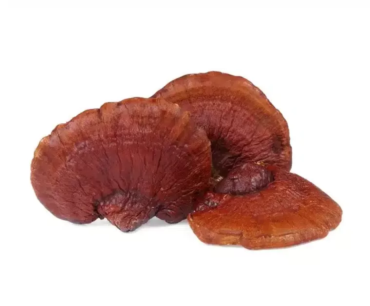 The Shroom Of Immortality: Unveiling Truths Of Ganoderma Lucidum ...